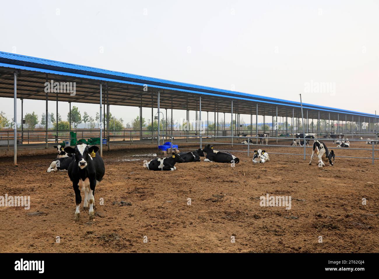 Dairy farm, Close-up photos Stock Photo - Alamy