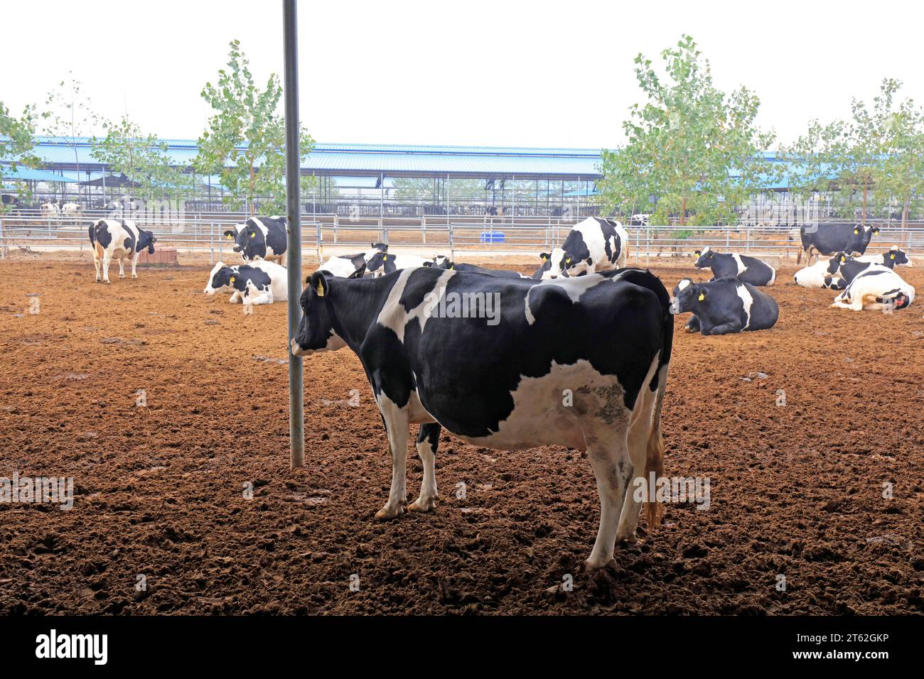 Dairy farm, Close-up photos Stock Photo - Alamy