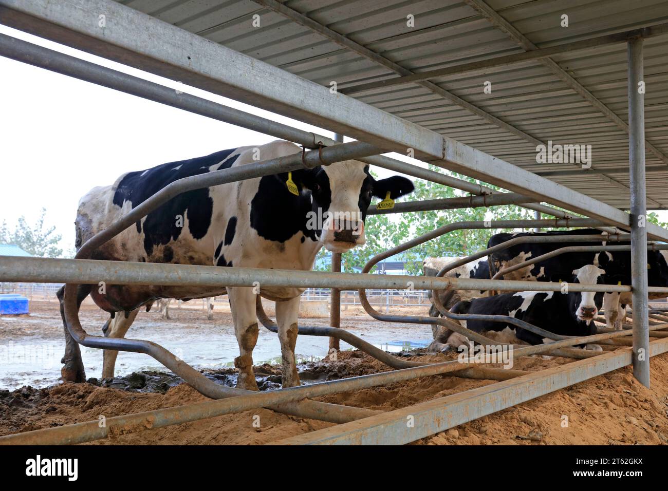 Cows lying in bed Stock Photo - Alamy