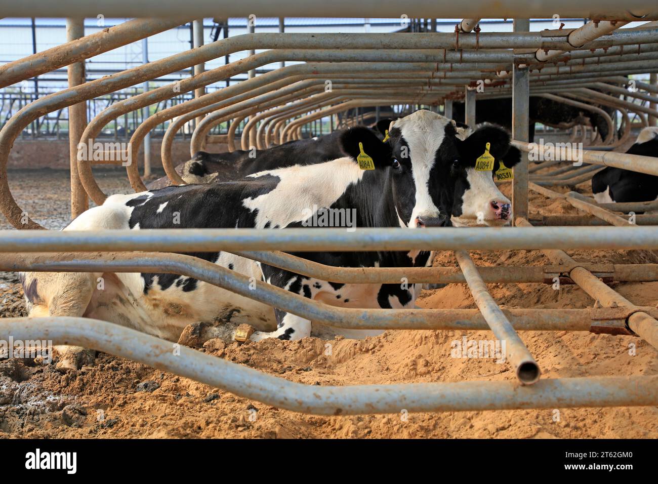 Cows lying in bed Stock Photo - Alamy