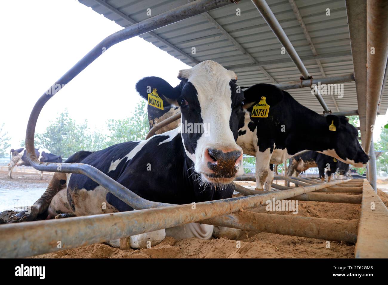 Cows lying in bed Stock Photo - Alamy