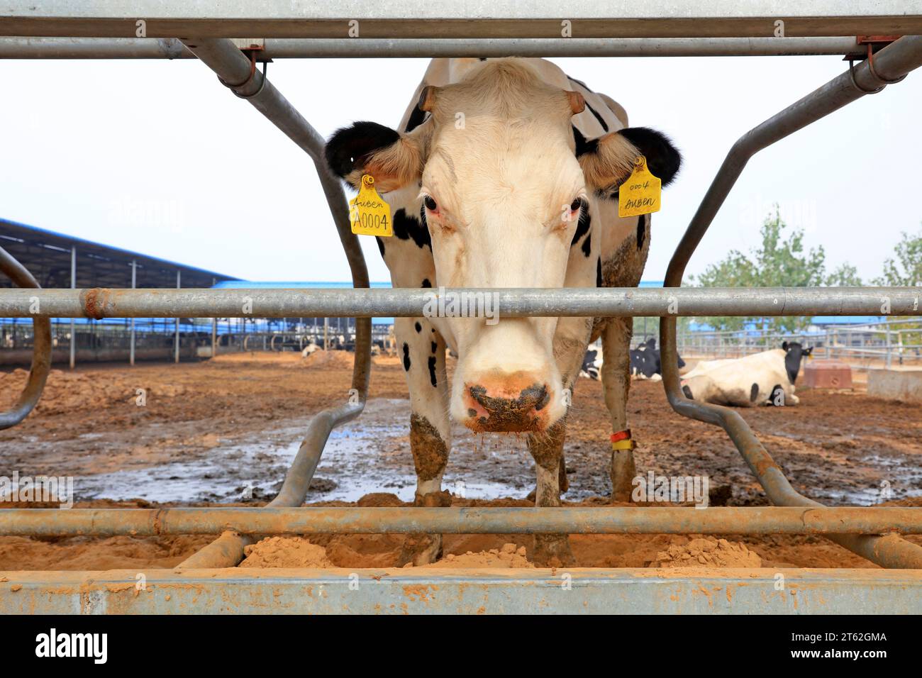 Cows lying in bed Stock Photo - Alamy