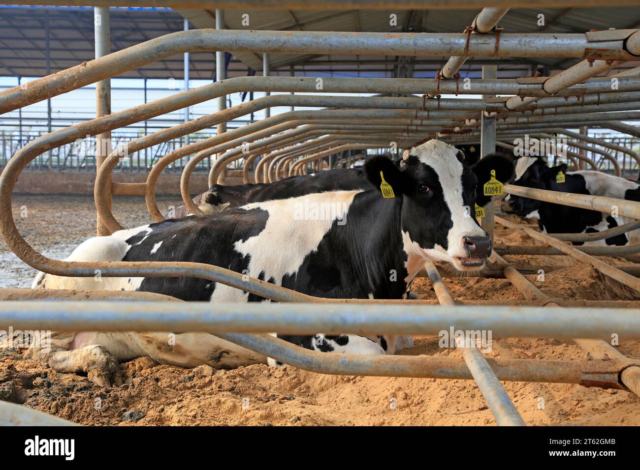 Cows lying in bed Stock Photo - Alamy