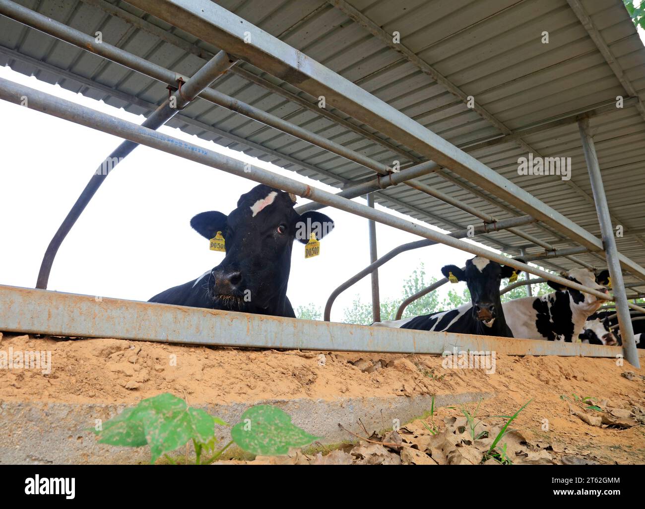 Cows lying in bed Stock Photo - Alamy