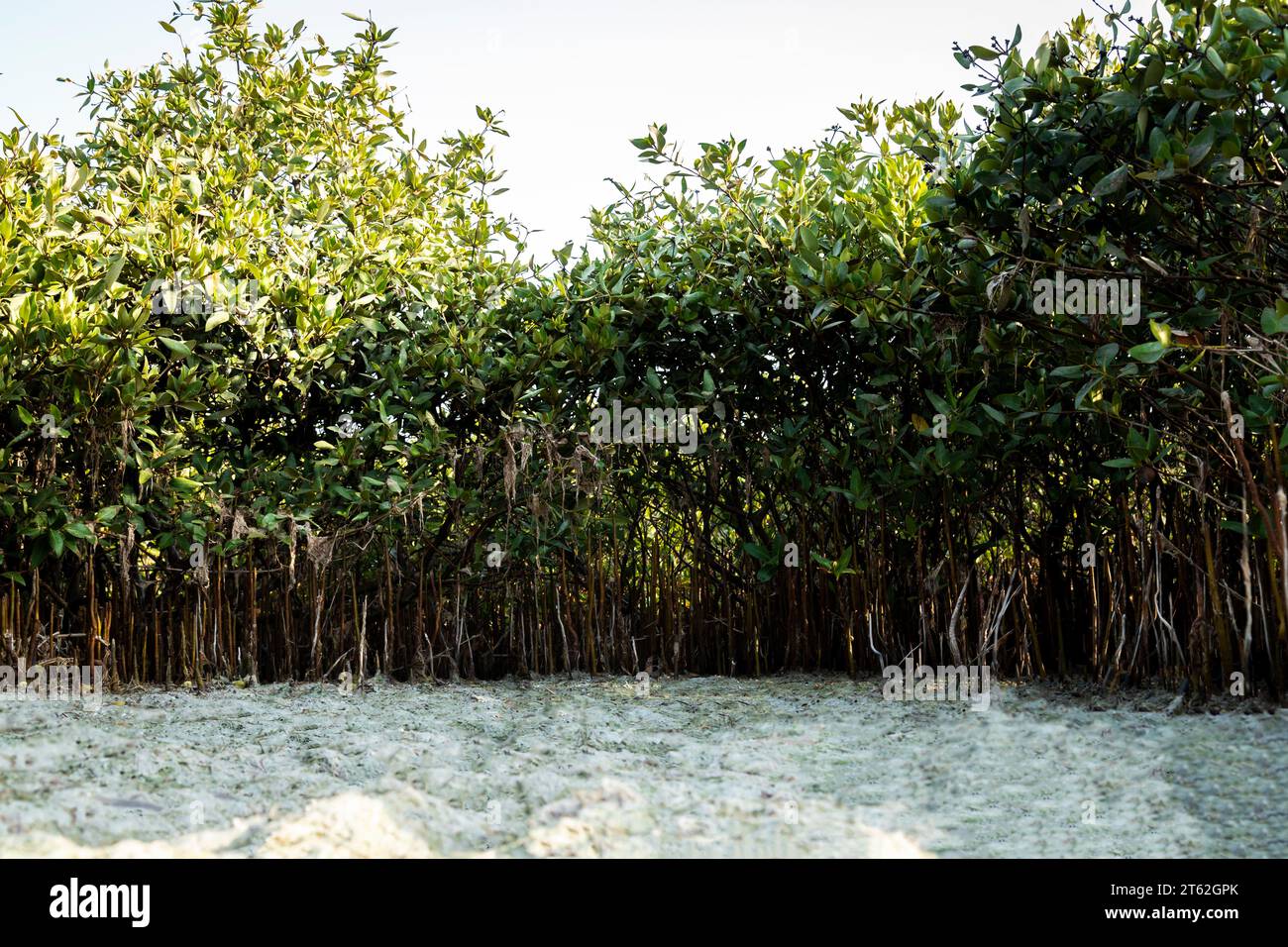 The Mangrove beach from Sharjah Stock Photo - Alamy
