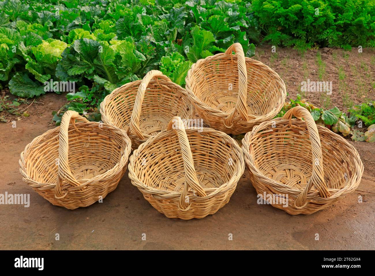 Woven containers hi-res stock photography and images - Alamy