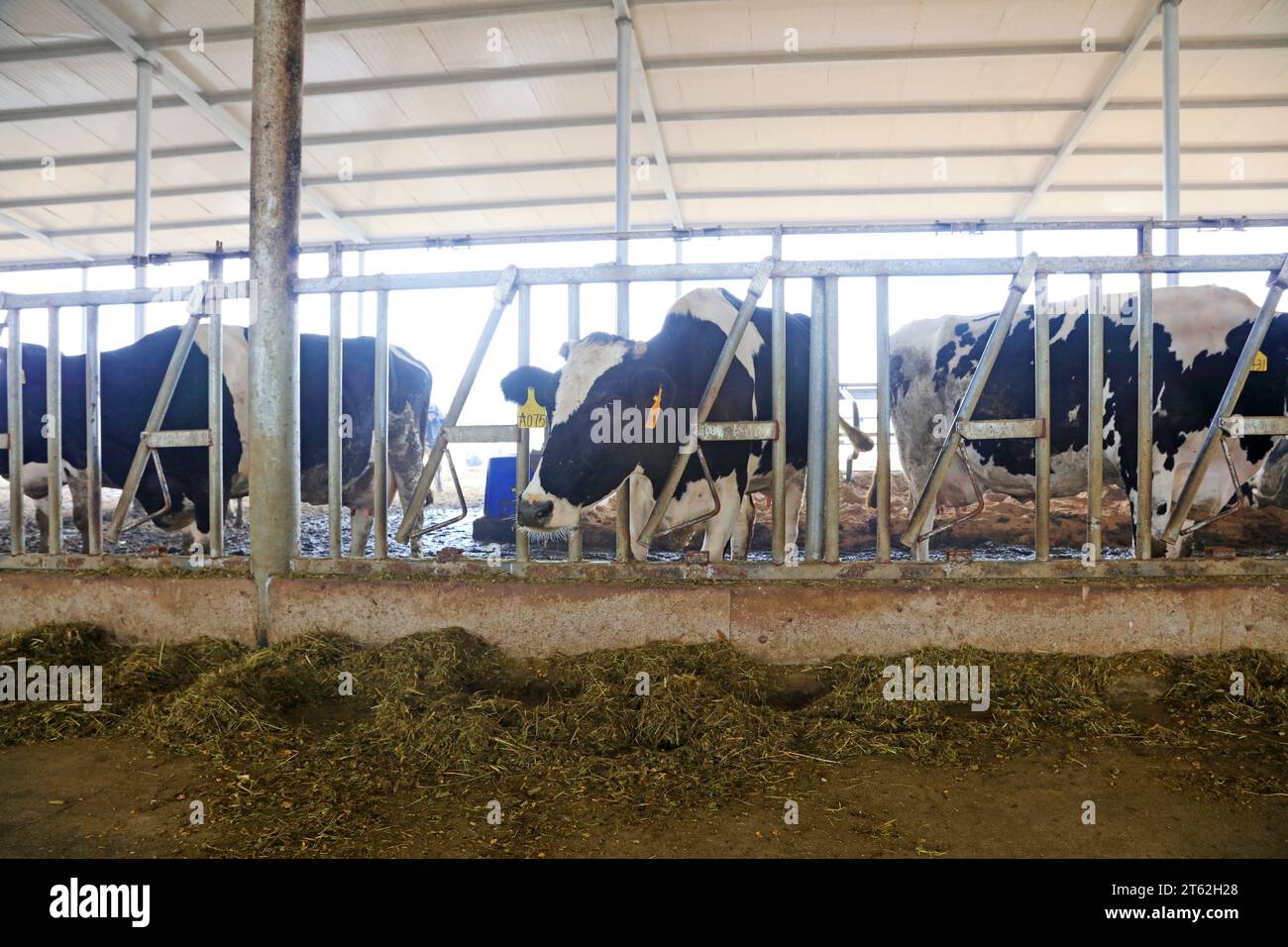 Cows eat grass in a farm Stock Photo - Alamy