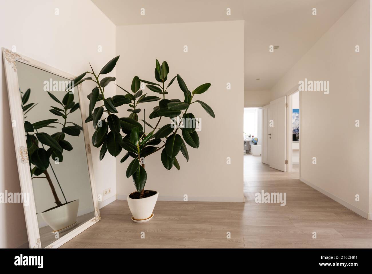 Homemade ficus in a pot. Minimalism. home plant concept. ficus Stock ...