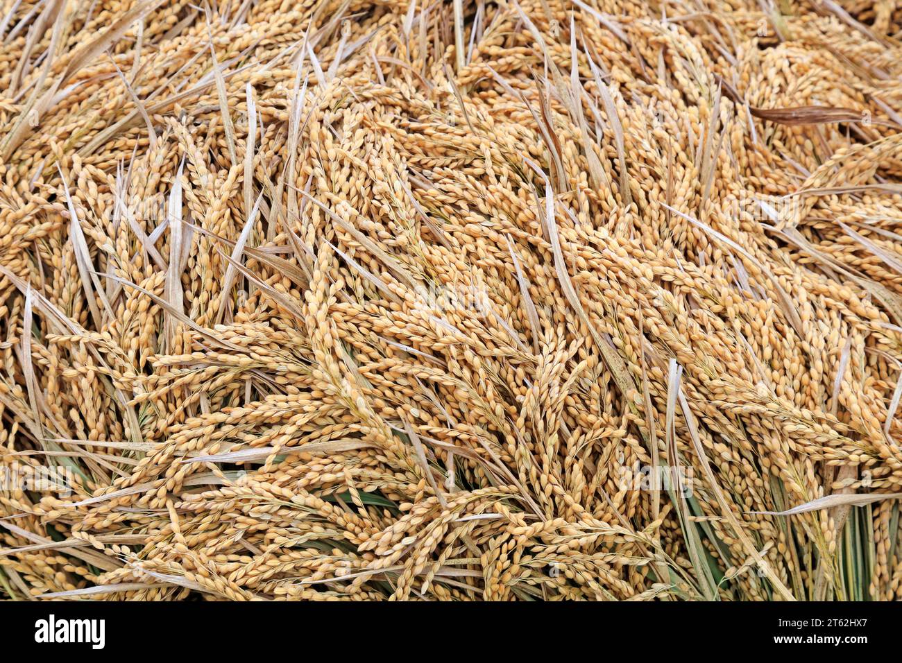 Rice panicle Close-up Stock Photo - Alamy