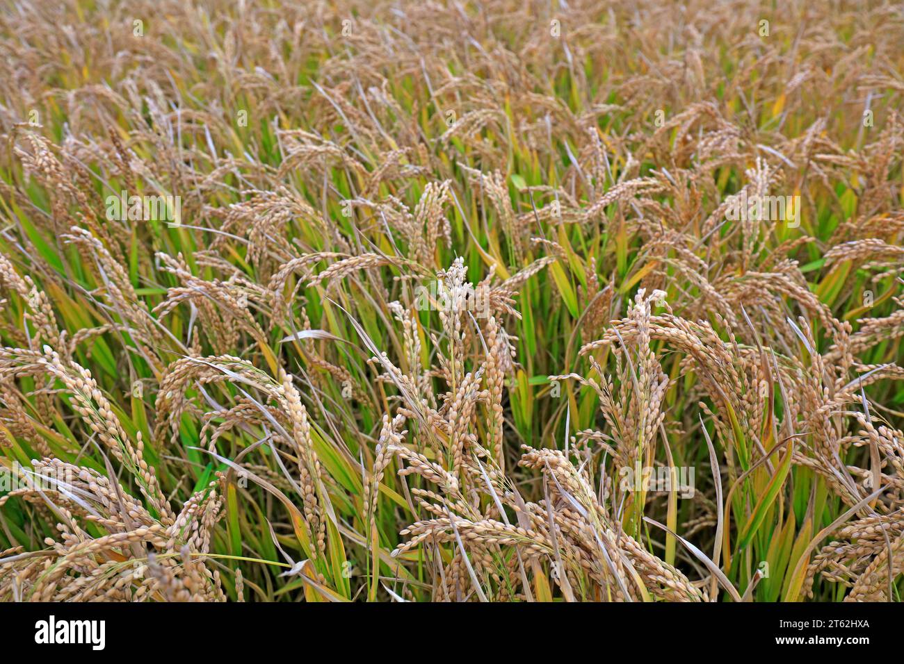 Rice panicle Close-up Stock Photo - Alamy