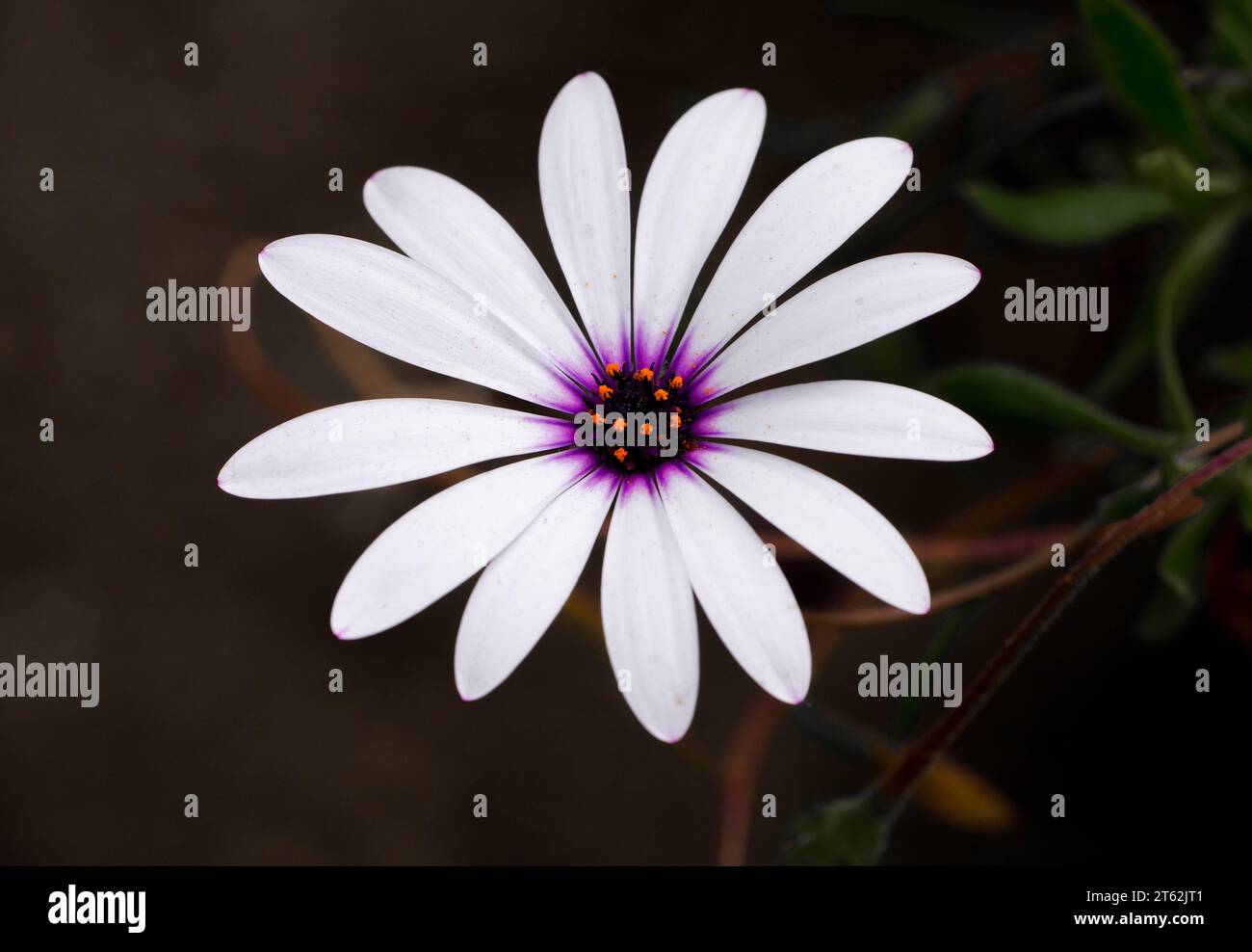 Cape daisy flowers. Flowering plant close-up. Asteraceae. Osteospermum ...