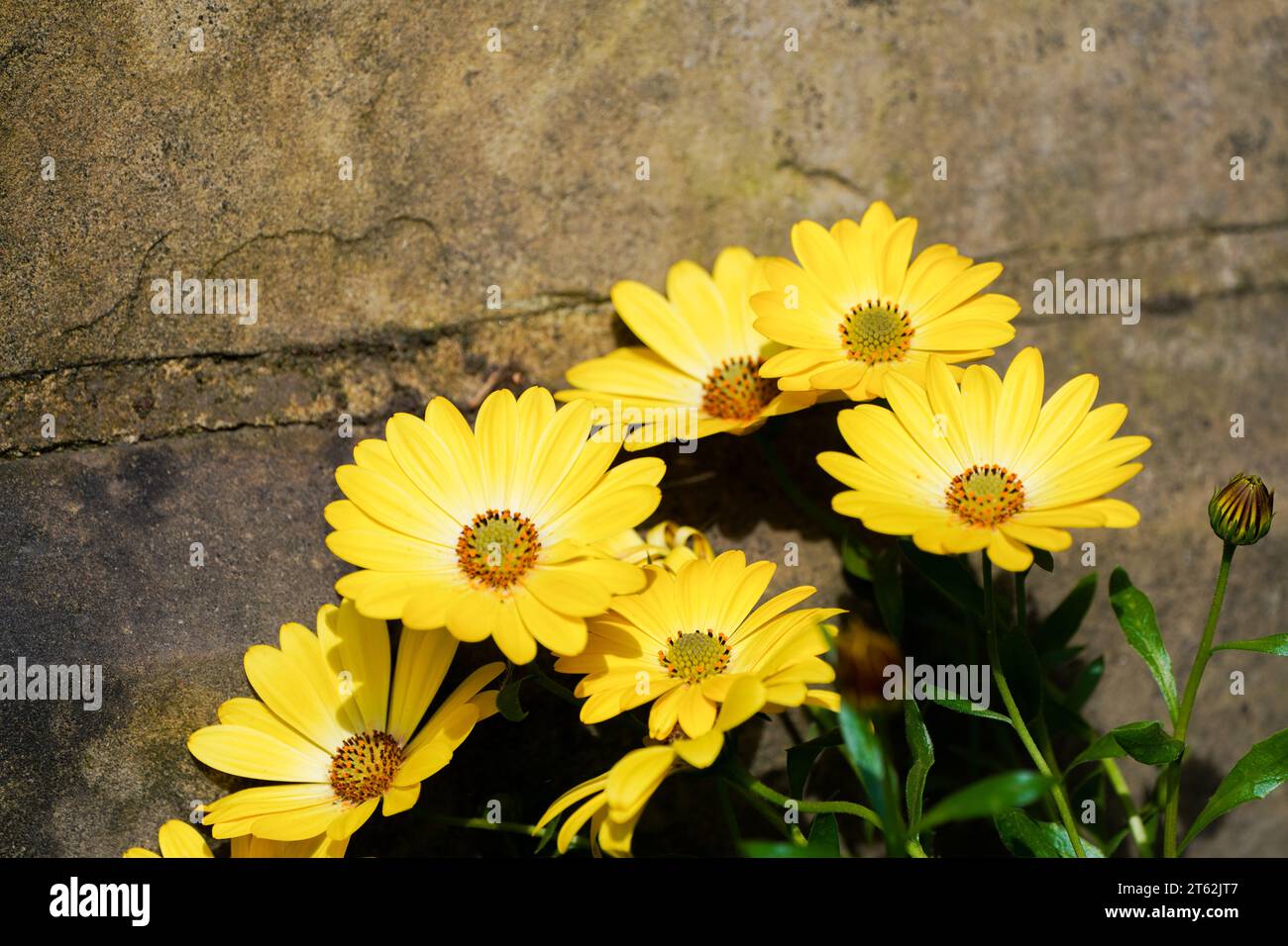 Cape daisy flowers. Flowering plant close-up. Asteraceae. Osteospermum ...
