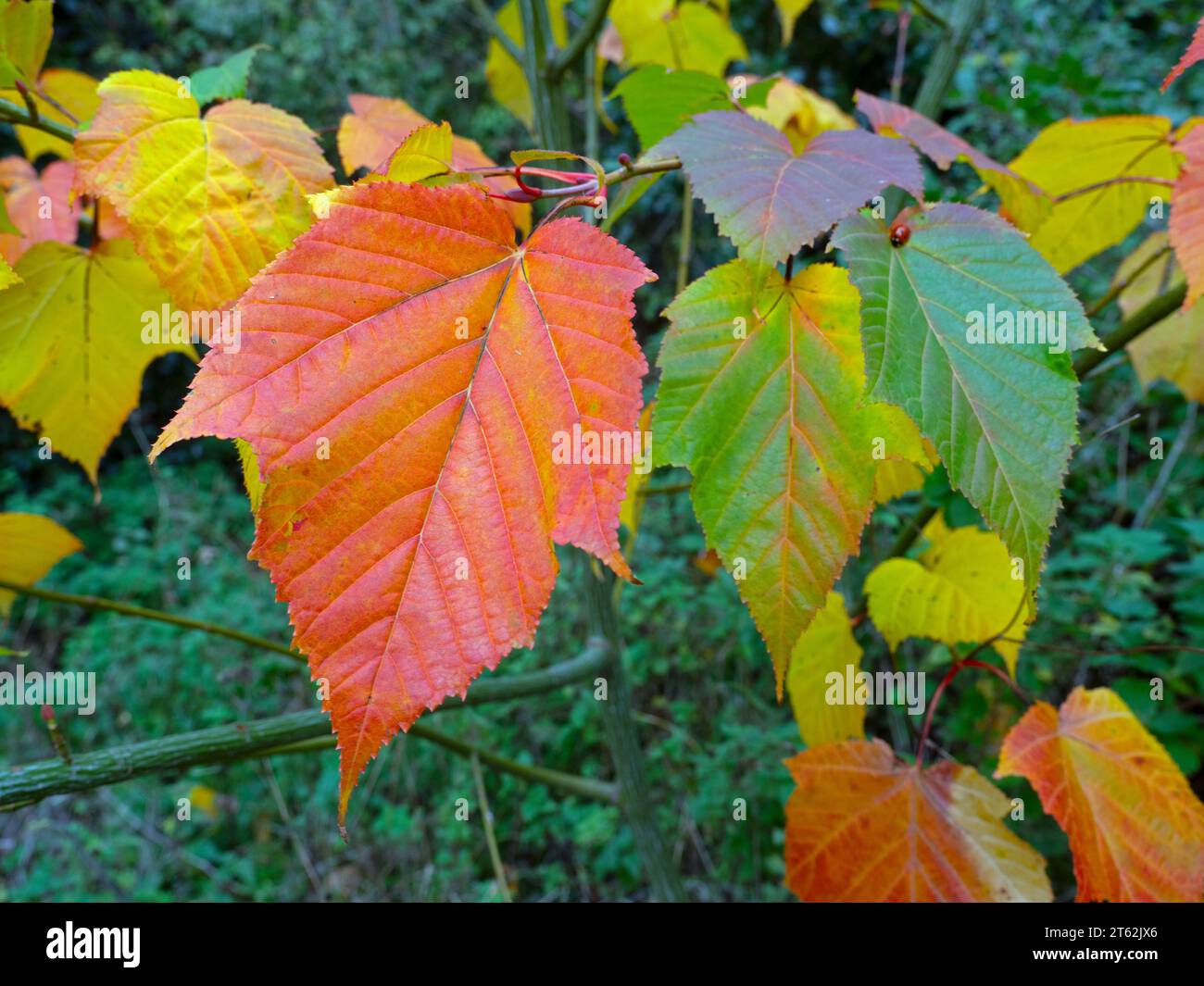 October glory maple tree hi-res stock photography and images - Alamy