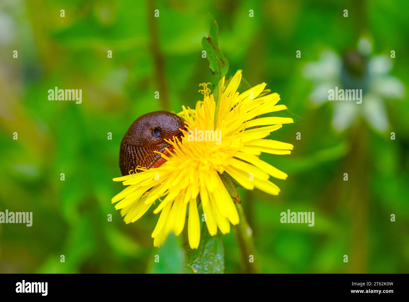 Terrestrial slug hi-res stock photography and images - Alamy