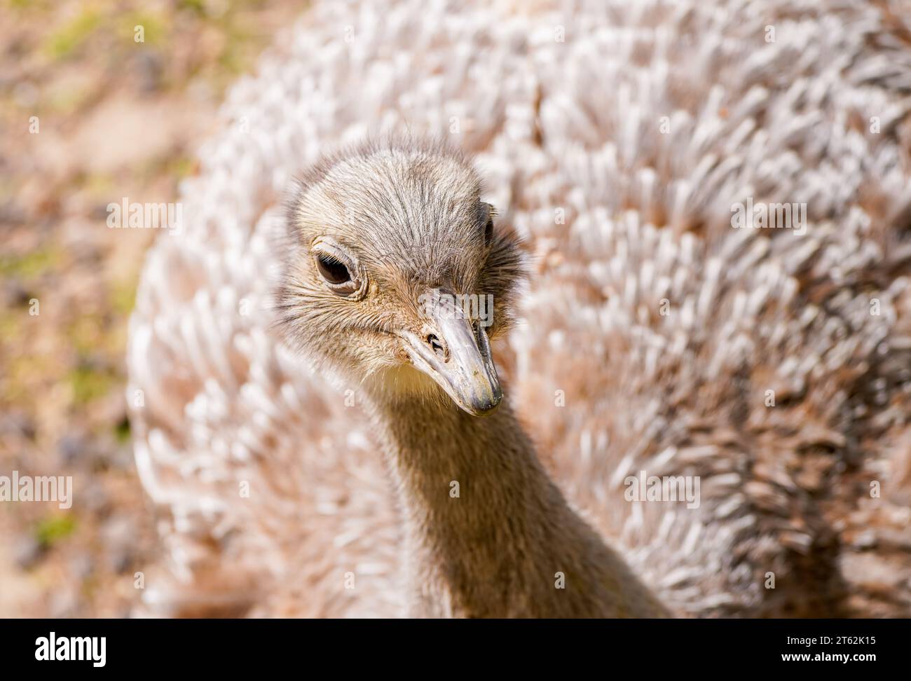 Ratite head hi-res stock photography and images - Alamy