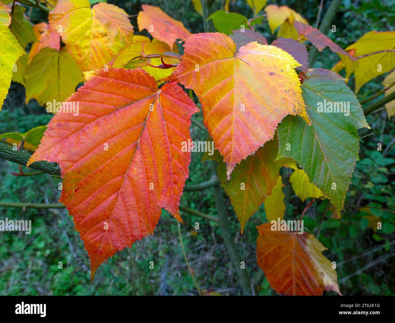 Acer rubrum 'October Glory', Red maple in early November Autumn Stock ...