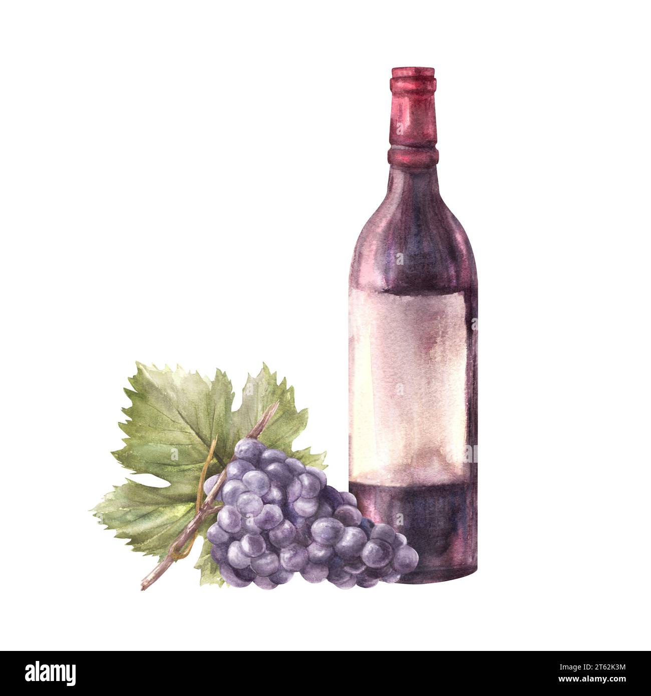 A bottle of red wine with grapevine and grape leaf. Watercolour hand ...
