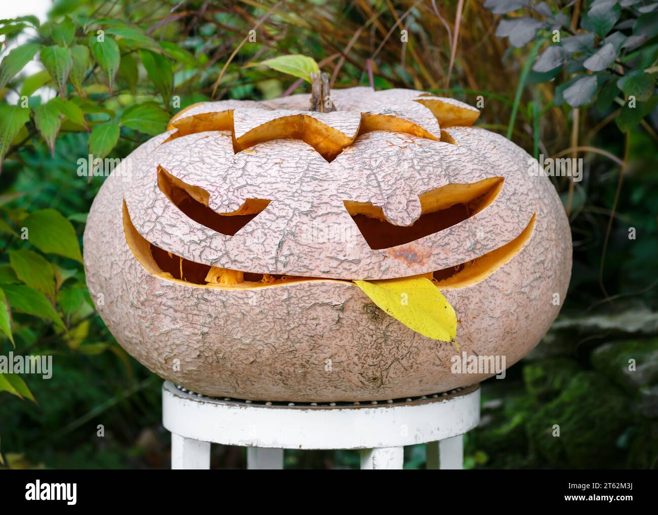 Halloween huge curved pumpkin with cute eyes and cheeky smile face in ...