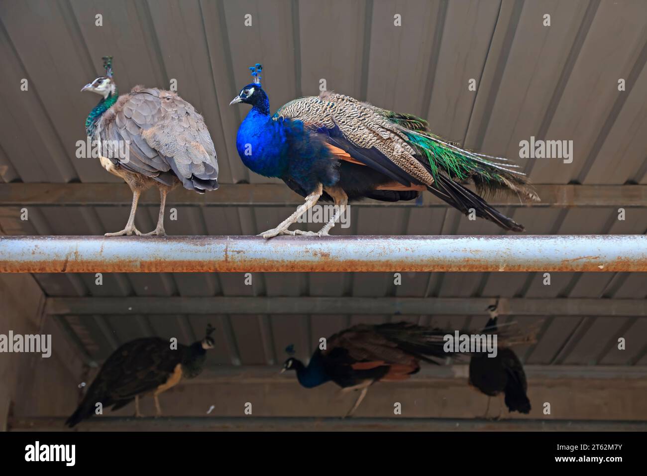 Peacocks are in the farm Stock Photo - Alamy