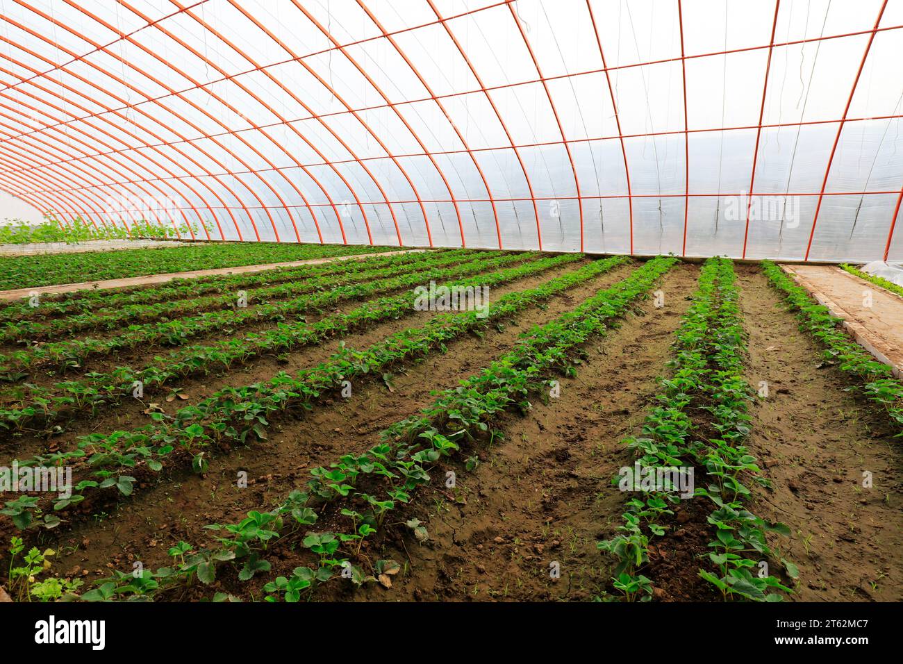 Indoor strawberry farming in hi-res stock photography and images - Alamy