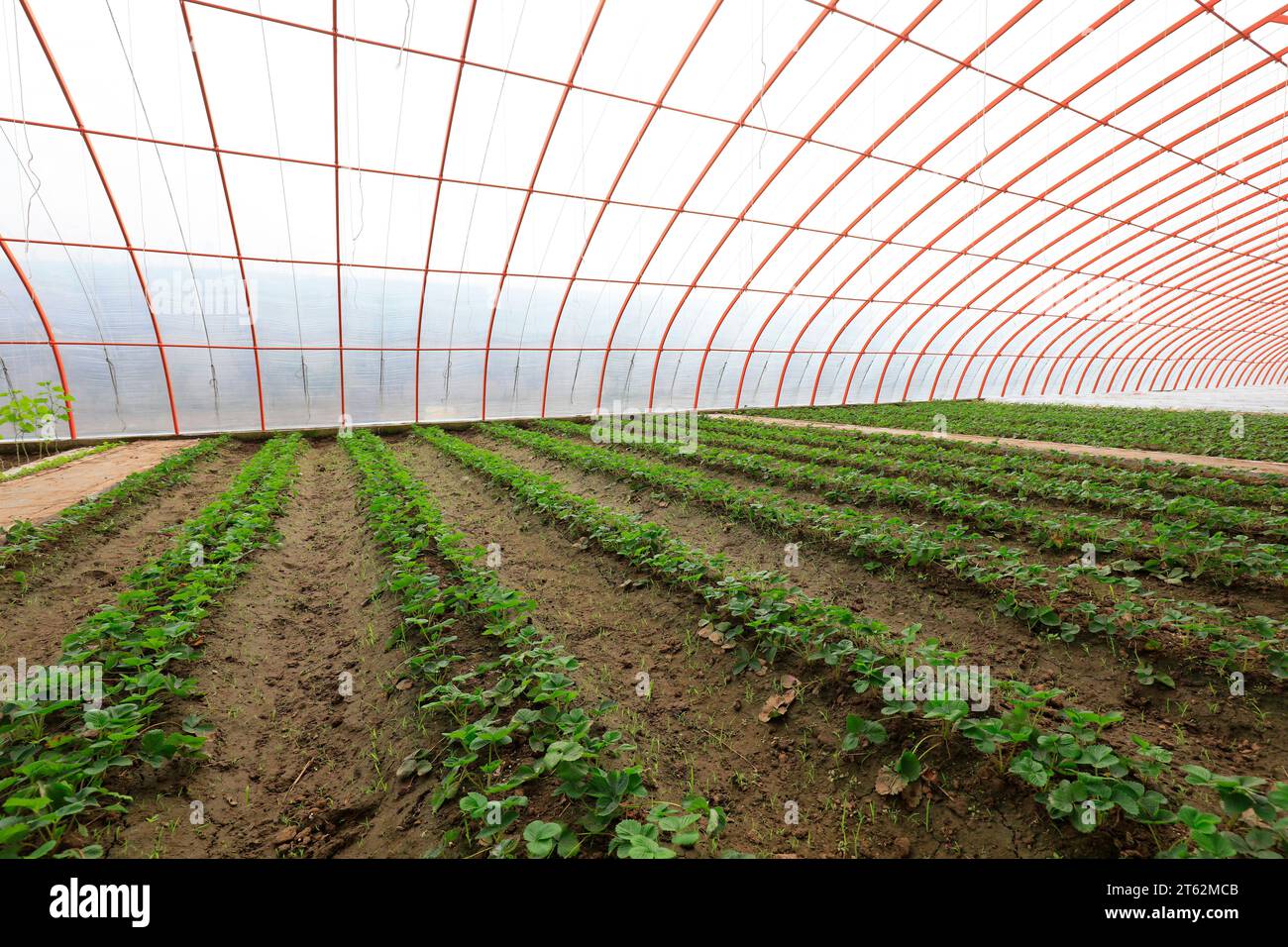 Greenhouse strawberry china hi-res stock photography and images - Alamy