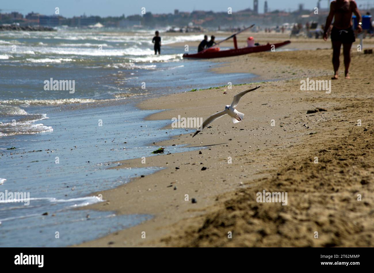 Gabbiano spiaggia hi-res stock photography and images - Alamy