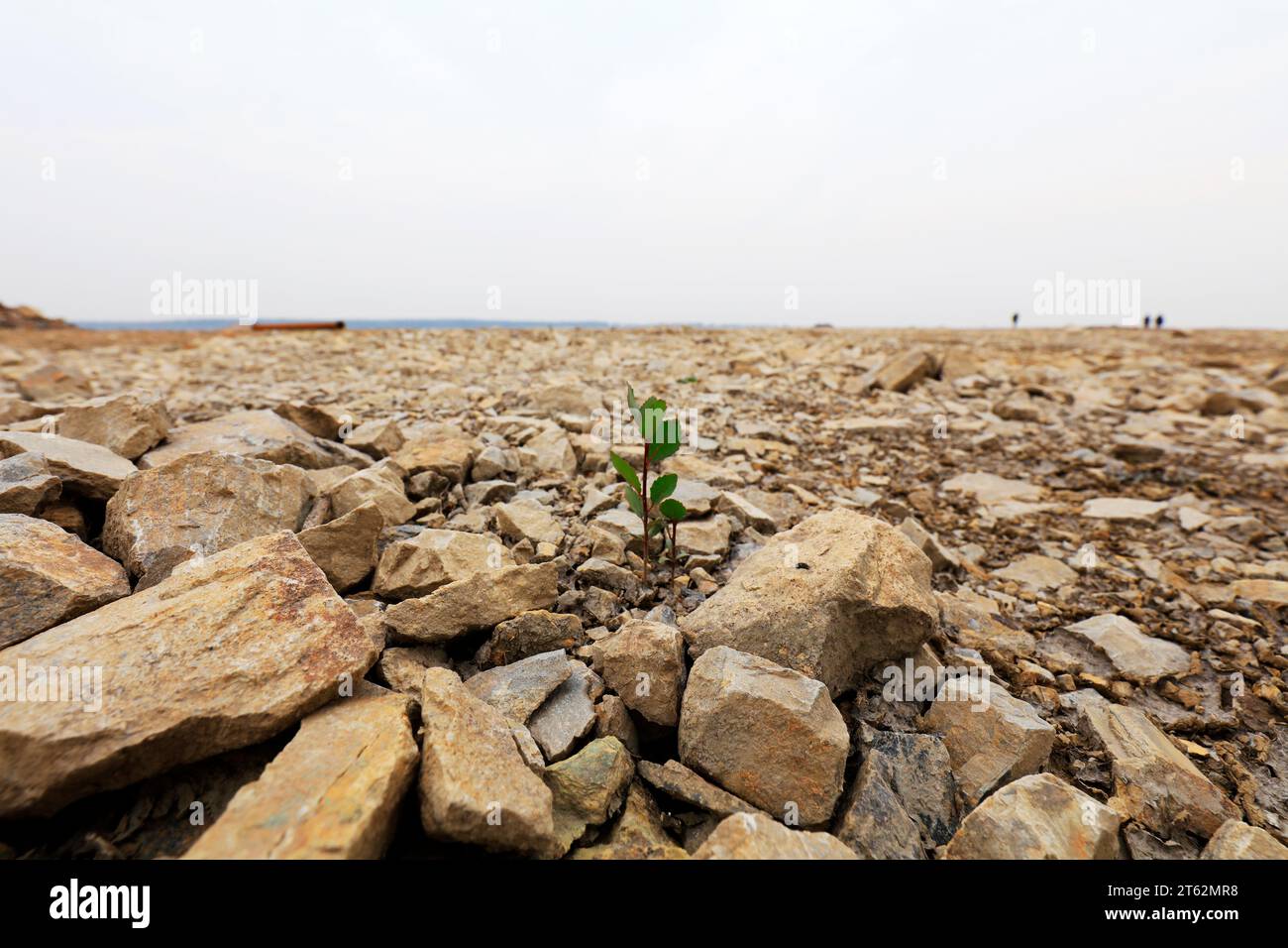 Small grass grows between rocks Stock Photo - Alamy