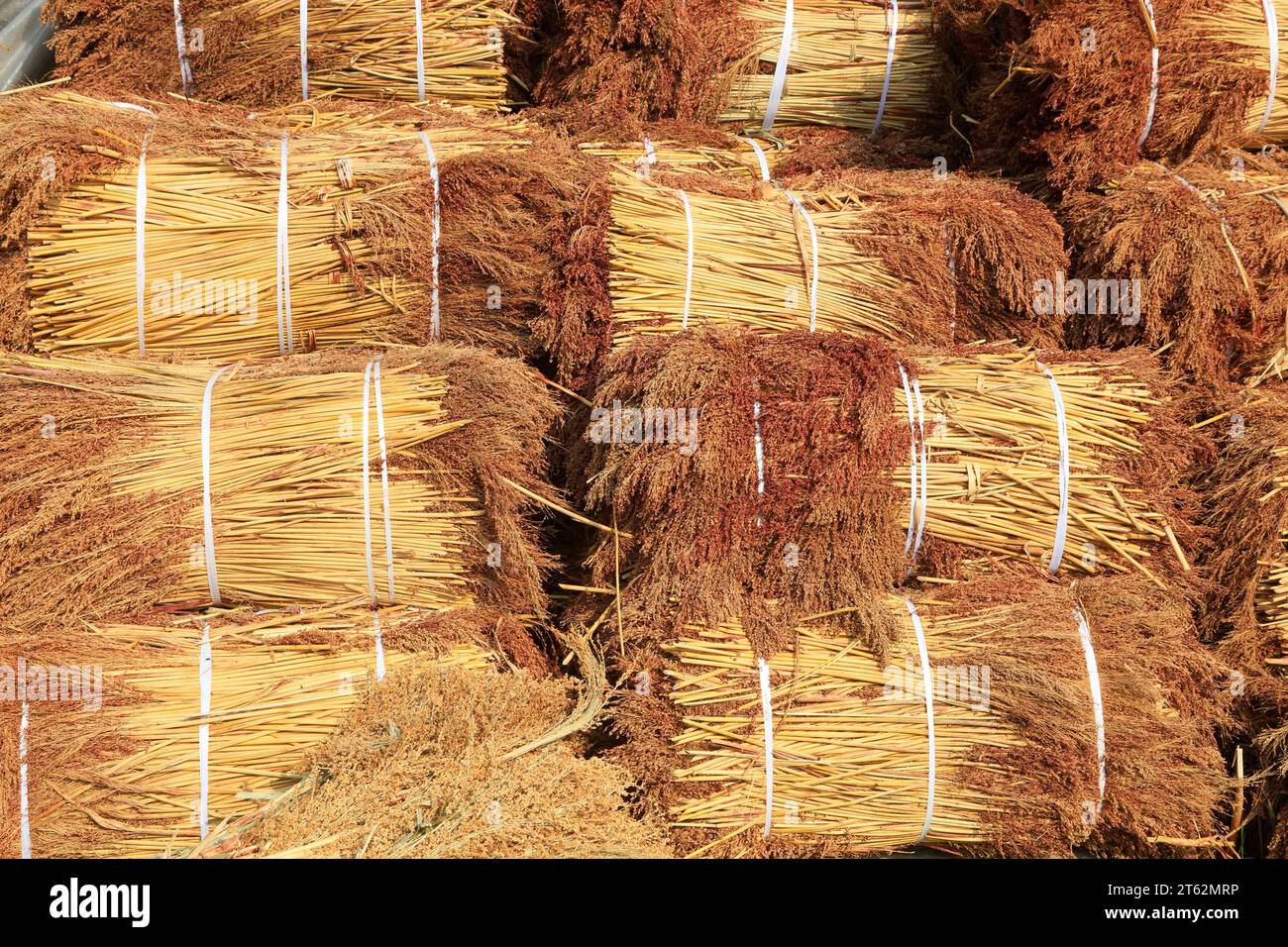Broom processing sorghum stalk Stock Photo - Alamy