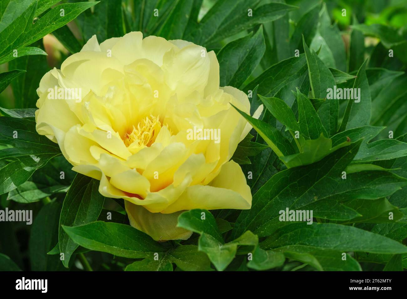 Paeonia Bartzella, peony Bartzella, yellow flowers, flash of pink ...