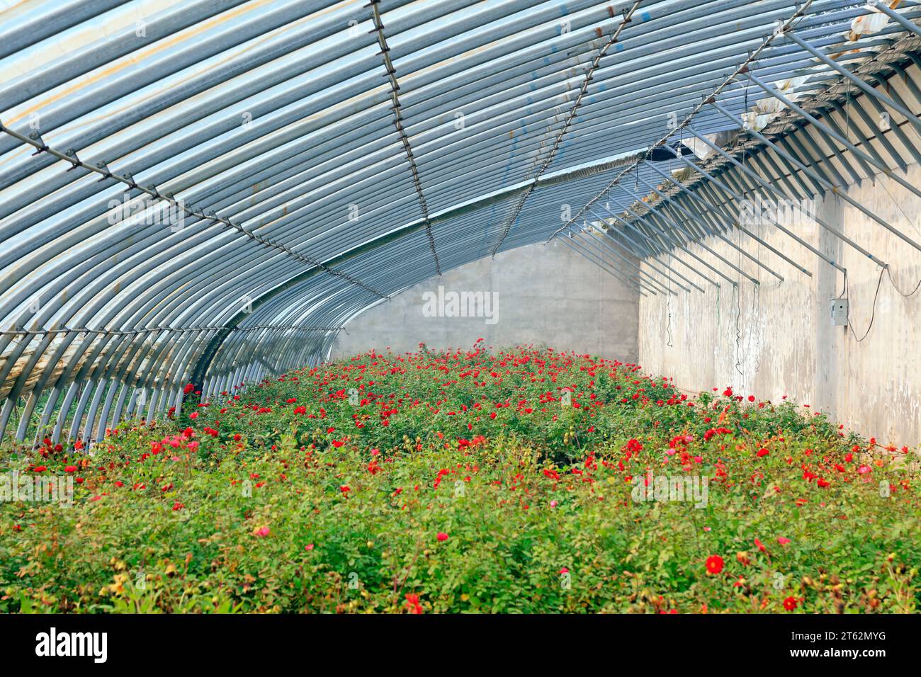 Indoor landscape of flower shed Stock Photo - Alamy