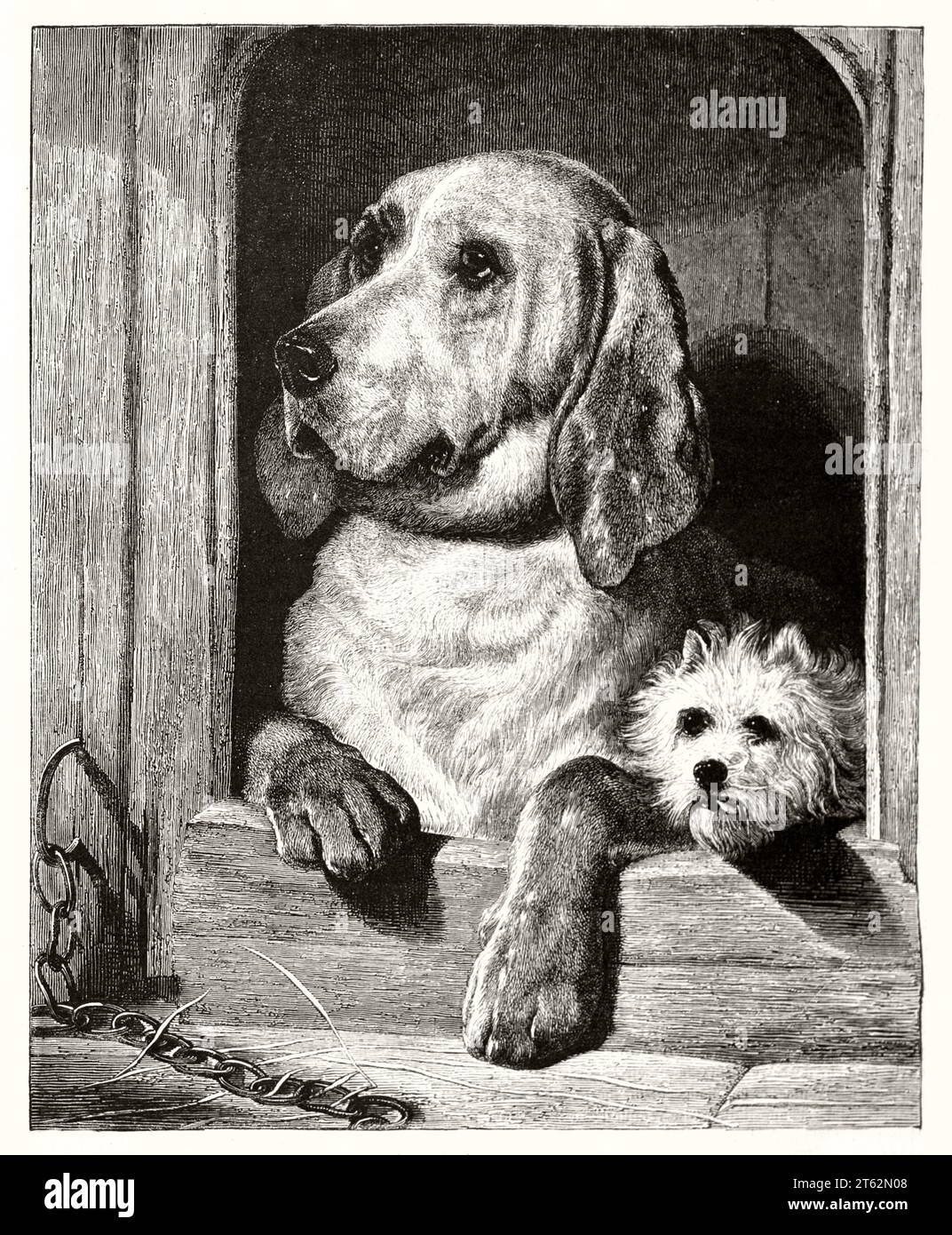Old illustration depicting big and small dog in the same kennel. By ...