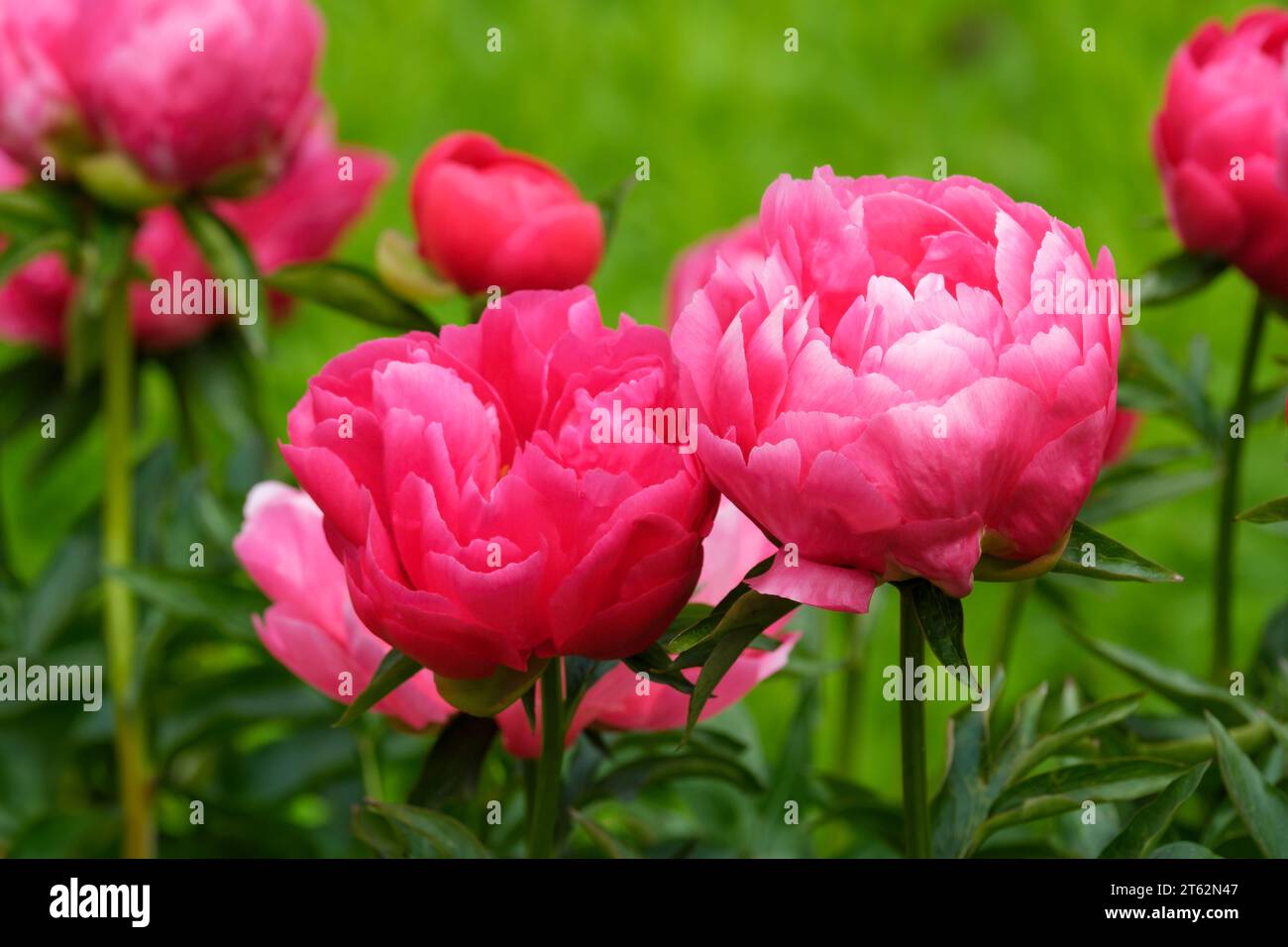 Paeonia Ellen Cowley, peony Ellen Cowley, semi-double, midseason, tall ...