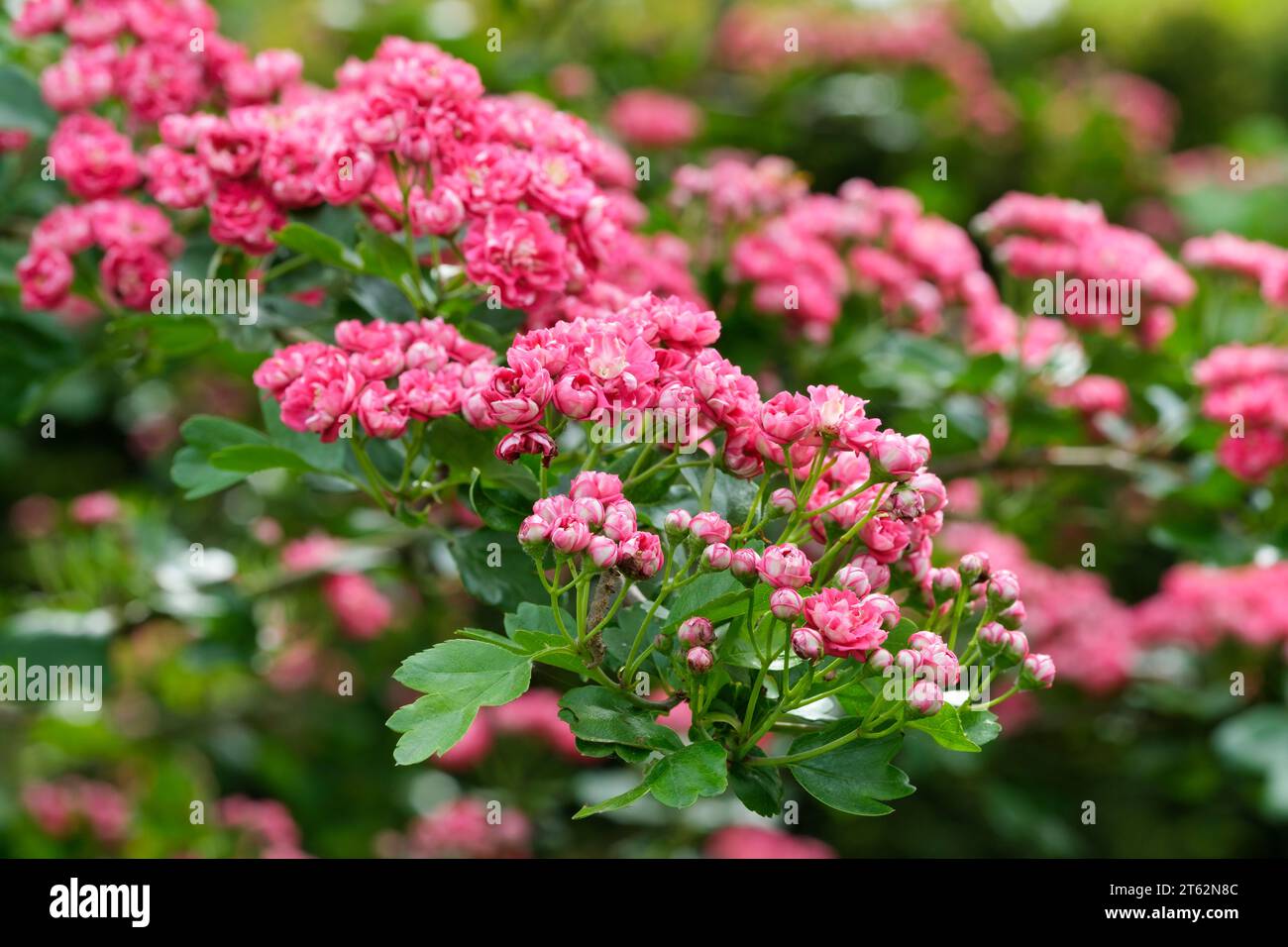 Crataegus coccinea plena hi-res stock photography and images - Alamy