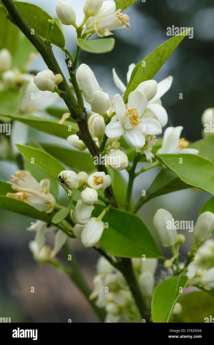 Japanese yuzo hi-res stock photography and images - Alamy