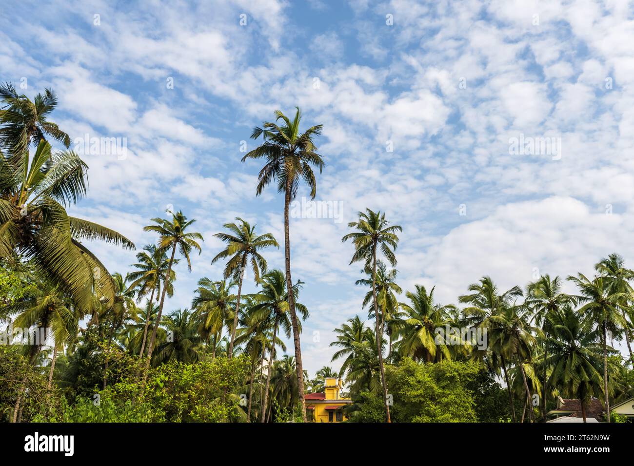 coconut trees palms against the blue sky of India Stock Photo - Alamy