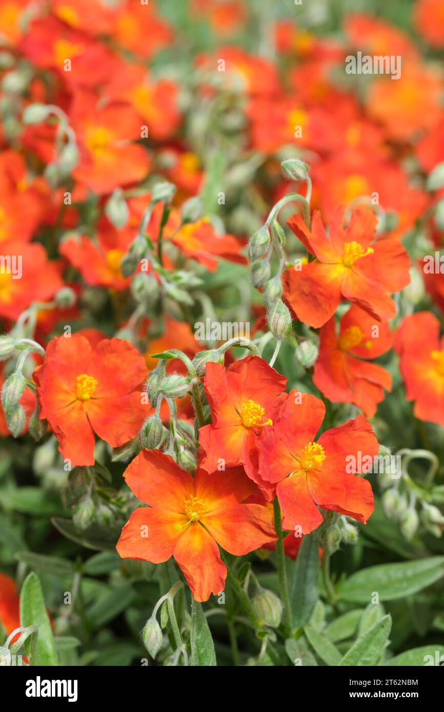 Helianthemum hi-res stock photography and images - Alamy