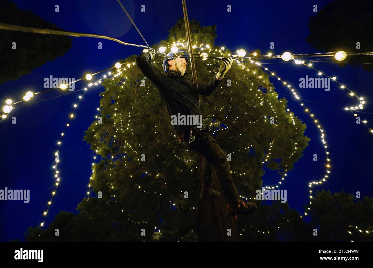 Russell Croft, Arboretum manager at Wakehurst, climbs the UK's tallest ...