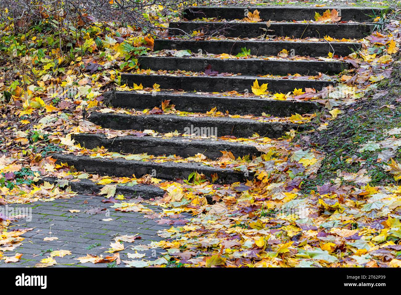 stone staircase in the park strewn with autumn leaves. autumn leaves on ...