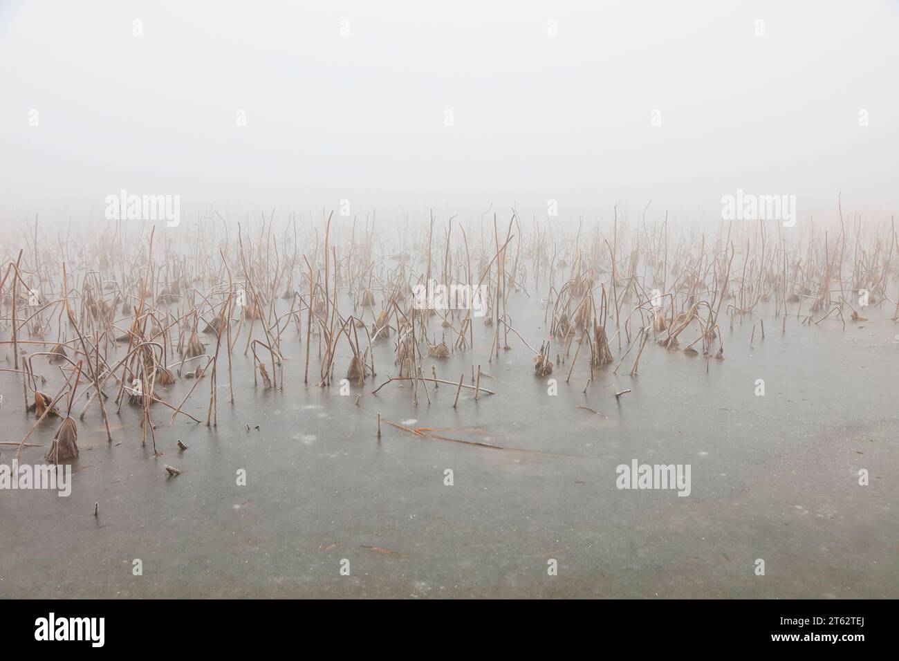 Winter Lotus scenery in the park Stock Photo - Alamy