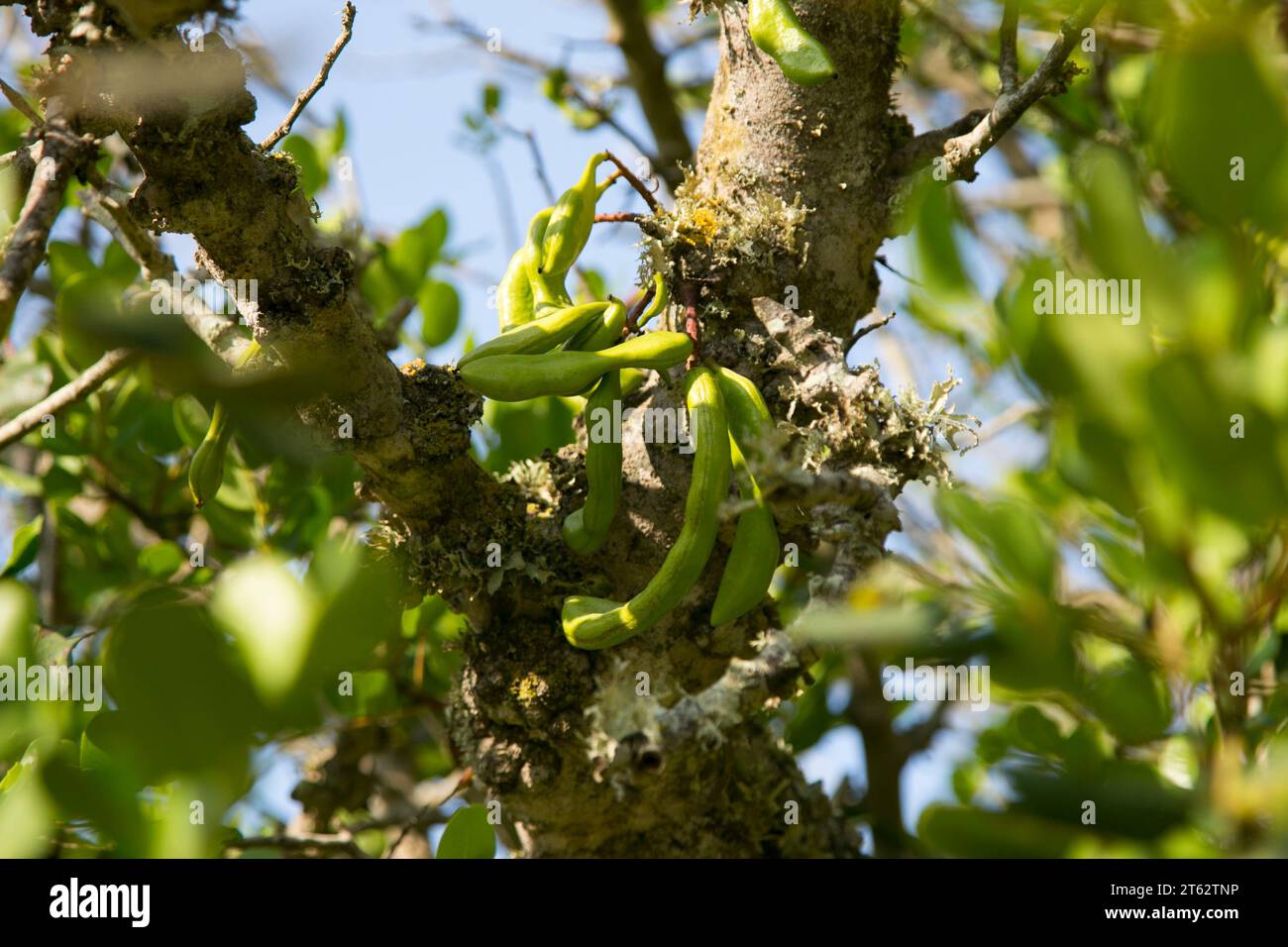 Carob trees and their green fruits on the island of Ibiza during the ...