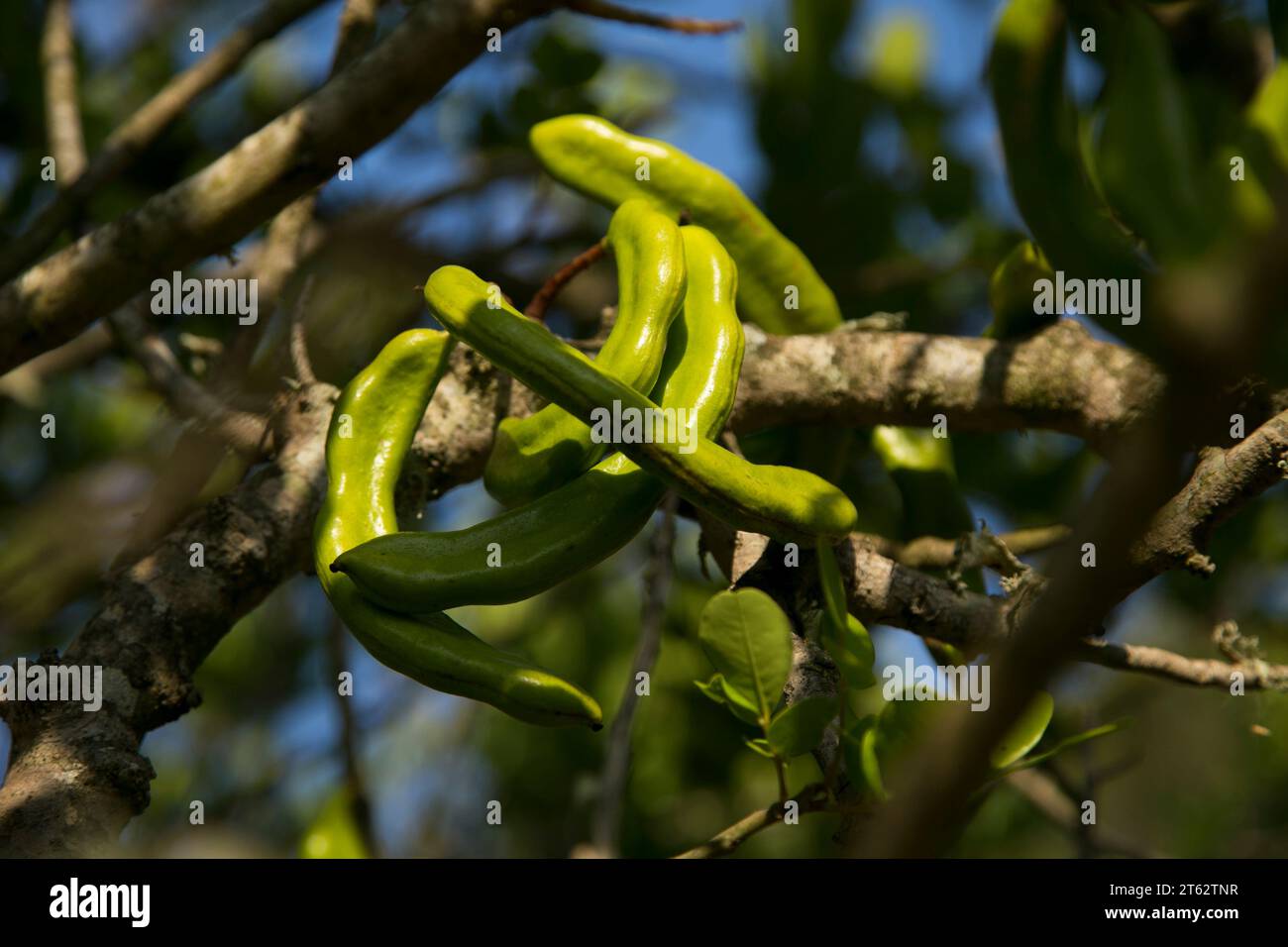 Carob trees and their green fruits on the island of Ibiza during the ...