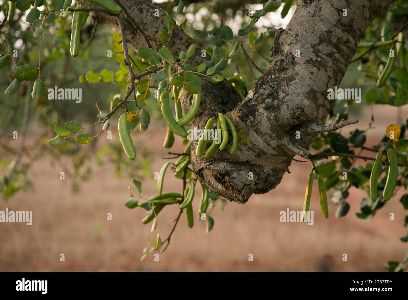 Carob trees and their green fruits on the island of Ibiza during the ...