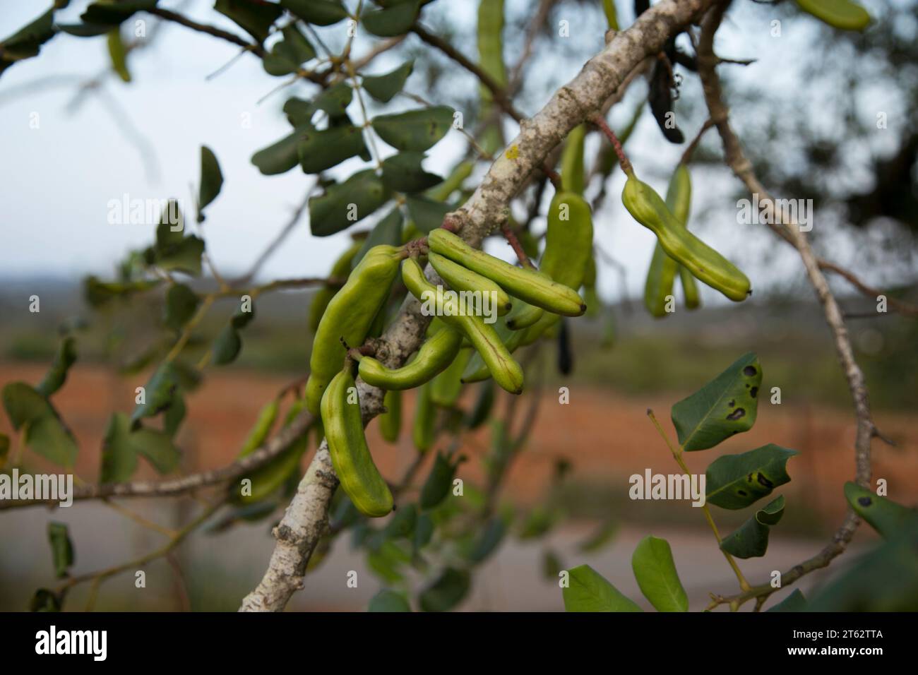 Carob trees and their green fruits on the island of Ibiza during the ...