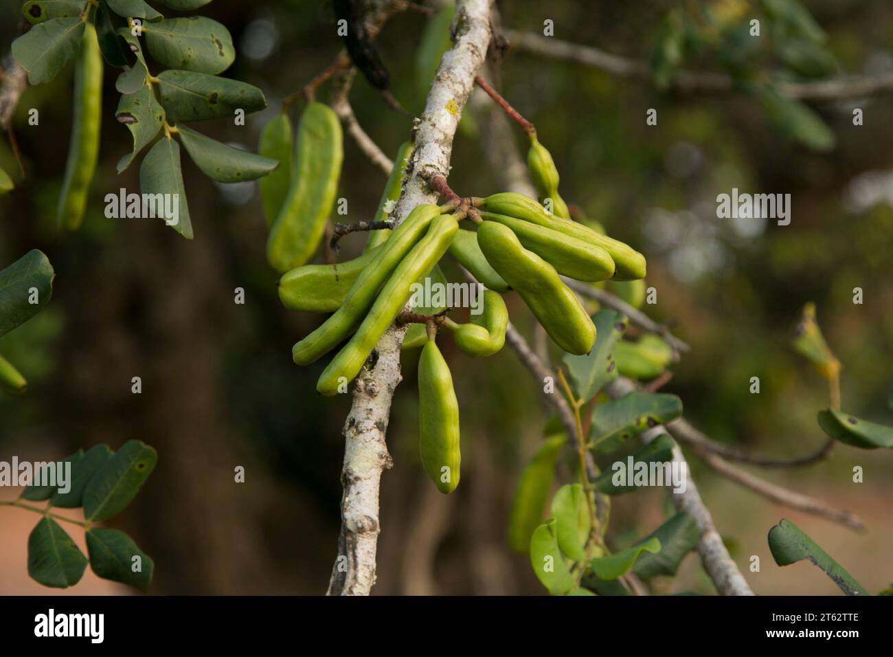 Carob trees and their green fruits on the island of Ibiza during the ...