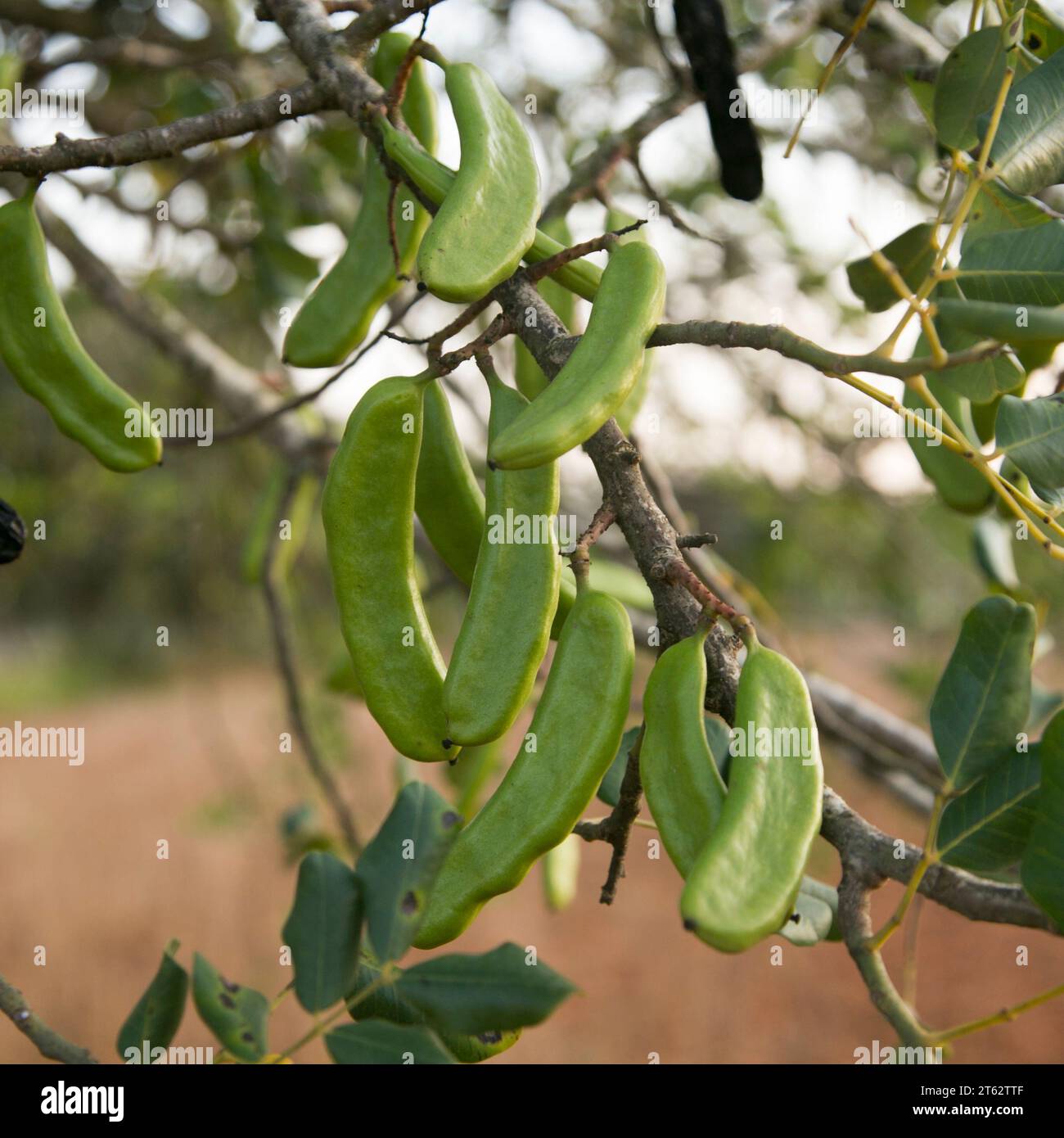 Carob trees and their green fruits on the island of Ibiza during the ...