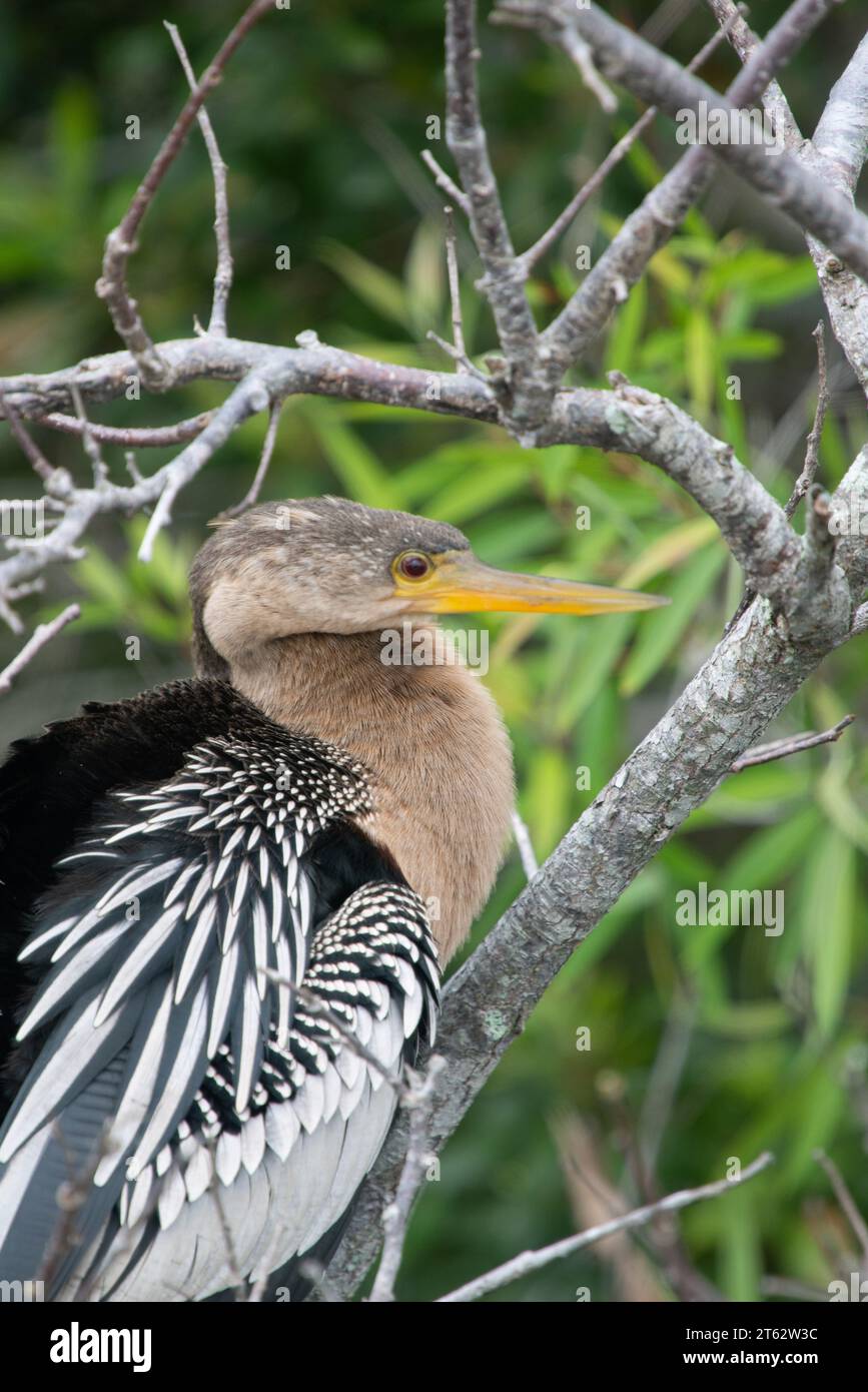An Anhinga bird with its long, elegant feathers perched atop a tree ...