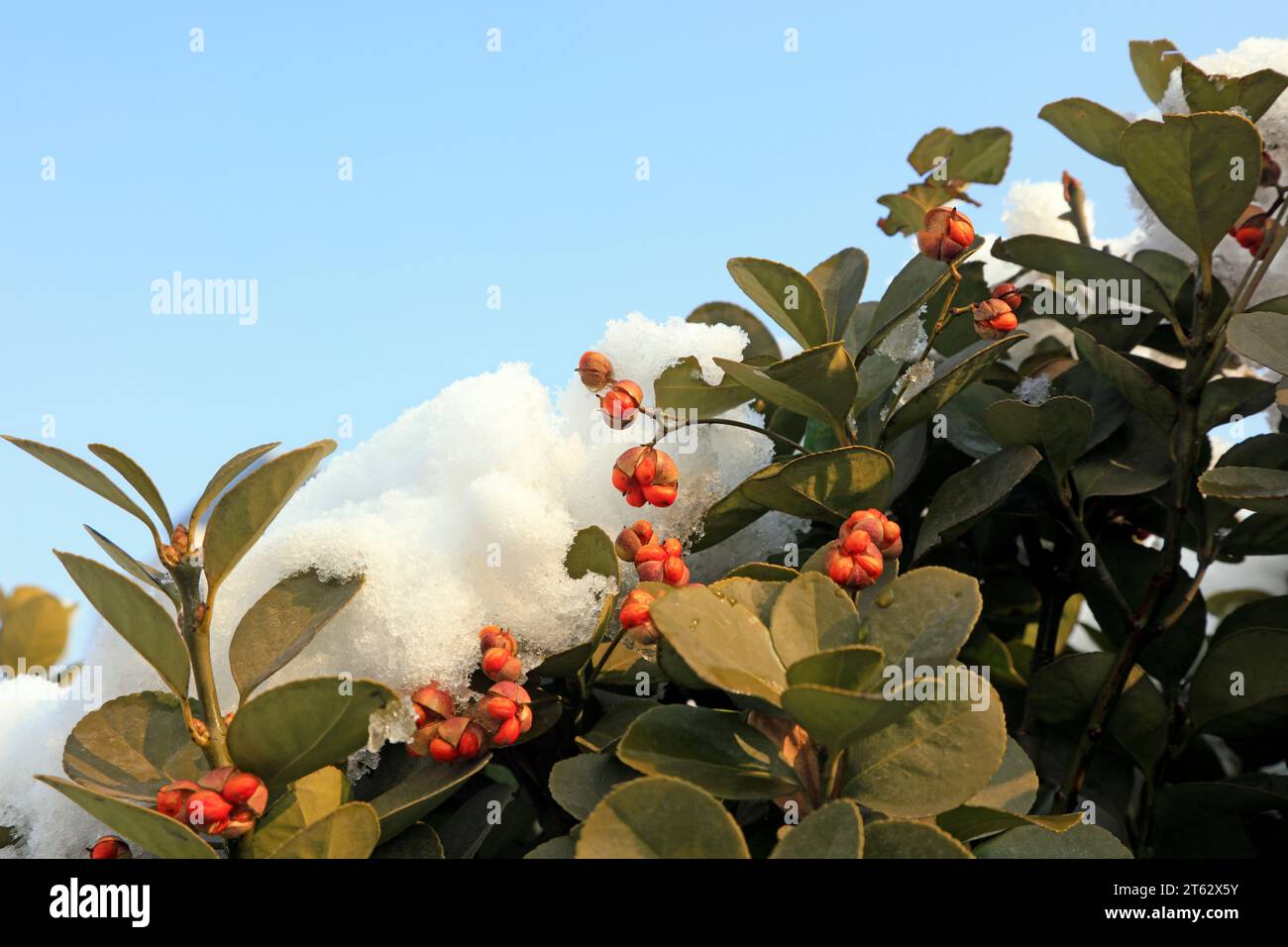 Plant seeds in the snow Stock Photo - Alamy