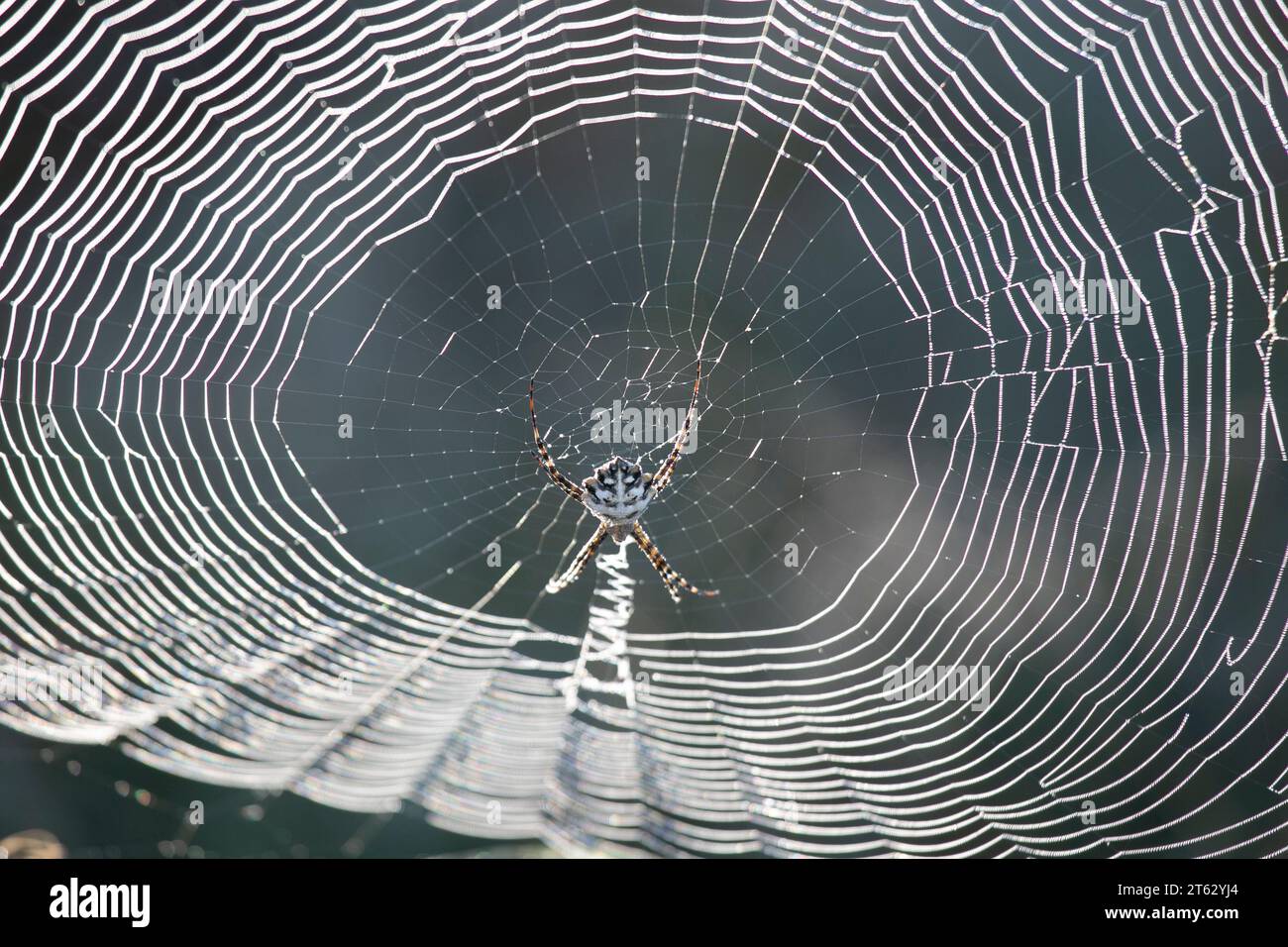 Spider web in the middle of some trees with a spider in the middle in ...