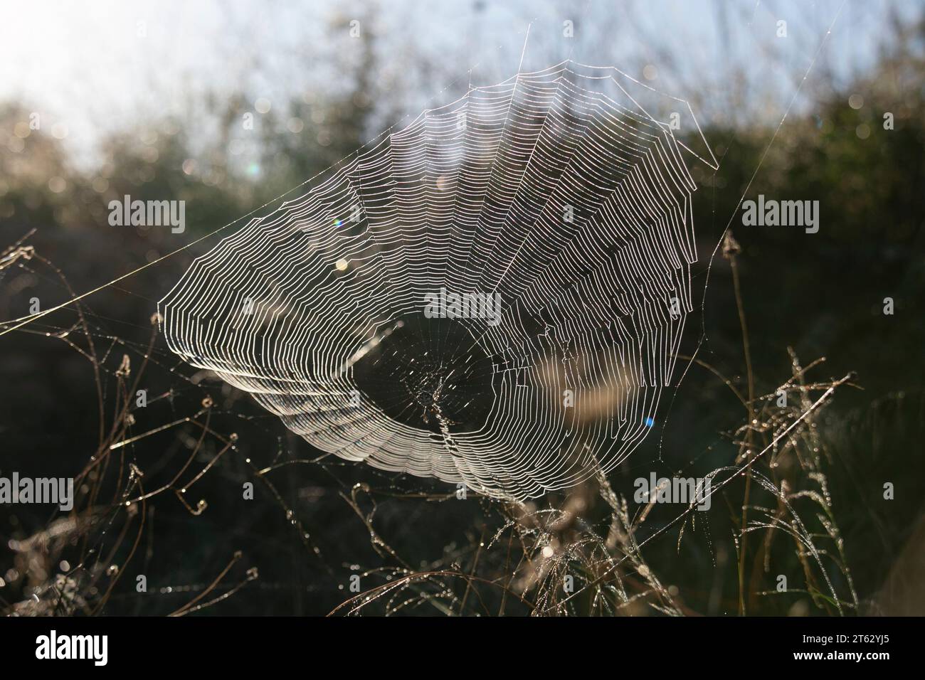 Spider web in the middle of some trees with a spider in the middle in ...