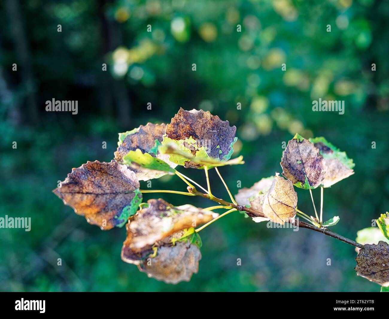 Last autumn leaf hanging on tree branch hi-res stock photography and ...